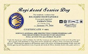 Service Dog Certificate Template (6) - TEMPLATES EXAMPLE | TEMPLATES ...